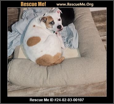 - Georgia Boston Terrier Rescue - ADOPTIONS - Rescue Me!