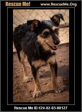 - Arizona Yorkie Rescue - ADOPTIONS - Rescue Me!