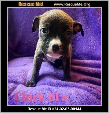 - Georgia Dog Rescue - ADOPTIONS - Rescue Me!