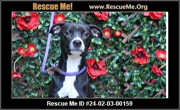 - North Carolina Dog Rescue - ADOPTIONS - Rescue Me!