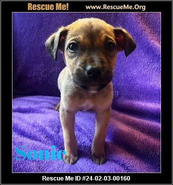 - Georgia Dog Rescue - ADOPTIONS - Rescue Me!