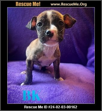 - Georgia Dog Rescue - ADOPTIONS - Rescue Me!