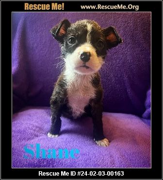 - Georgia Dog Rescue - ADOPTIONS - Rescue Me!