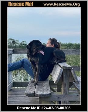 - Florida Mastiff Rescue - ADOPTIONS - Rescue Me!