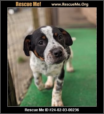 - Washington Dog Rescue - ADOPTIONS - Rescue Me!