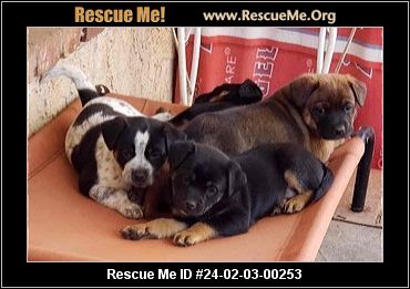 - Washington Dog Rescue - ADOPTIONS - Rescue Me!