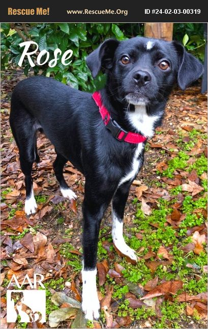 ADOPT 24020300319 ~ Border Terrier Rescue ~ Magnolia, TX