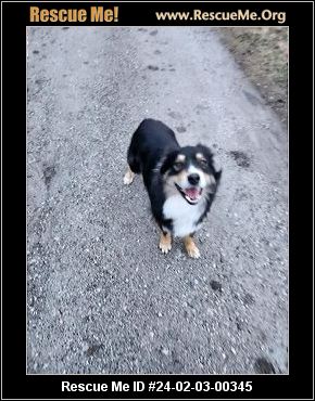 - Kansas Dog Rescue - ADOPTIONS - Rescue Me!