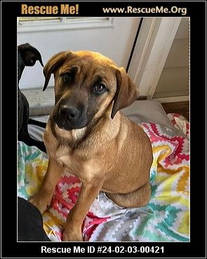 - Georgia Dog Rescue - ADOPTIONS - Rescue Me!