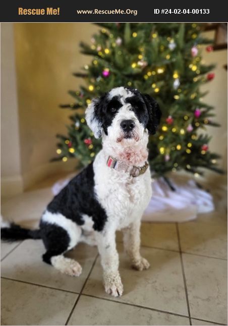 ADOPT 24020400133 ~ Portuguese Water Dog Rescue ~ Fort Worth, TX