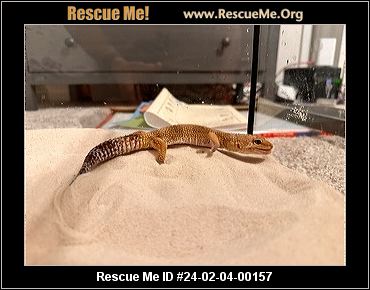 - Illinois Reptile/Amphibian Rescue - ADOPTIONS - Rescue Me!