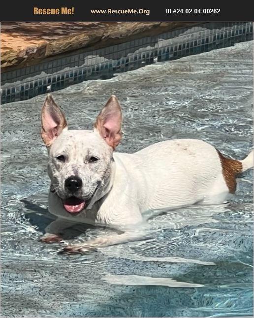 ADOPT 24020400262 ~ Australian Cattle Dog Rescue ~ Colorado