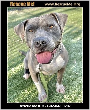 - California Pit Bull Rescue - ADOPTIONS - Rescue Me!