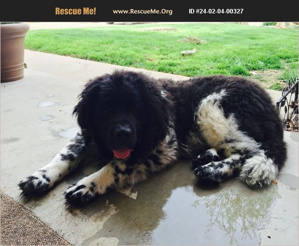 ADOPT 24020400327 ~ Newfoundland Rescue ~ Lancaster, OH