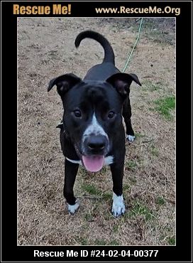 - Oklahoma Dog Rescue - ADOPTIONS - Rescue Me!