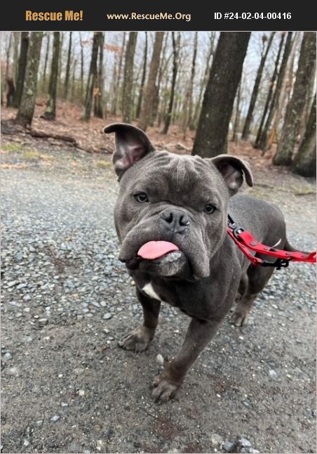 ADOPT 24020400416 ~ American Bulldog Rescue ~ Jackson, NJ
