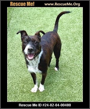 - Connecticut Dog Rescue - ADOPTIONS - Rescue Me!