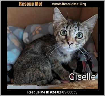 - California Cat Rescue - ADOPTIONS - Rescue Me!