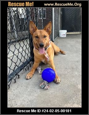 - North Carolina Dog Rescue - ADOPTIONS - Rescue Me!