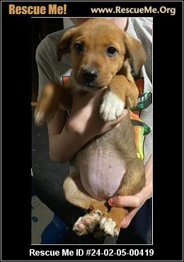 - Alabama Dog Rescue - ADOPTIONS - Rescue Me!