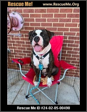 - North Carolina Dog Rescue - ADOPTIONS - Rescue Me!