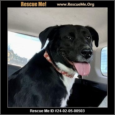 - North Carolina Dog Rescue - ADOPTIONS - Rescue Me!