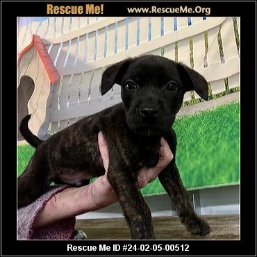 - North Carolina Dog Rescue - ADOPTIONS - Rescue Me!