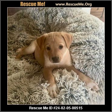- North Carolina Dog Rescue - ADOPTIONS - Rescue Me!