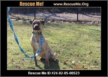 - New York Dog Rescue - ADOPTIONS - Rescue Me!