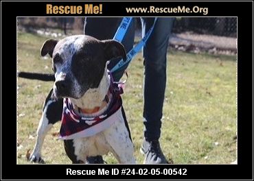 - New York Dog Rescue - ADOPTIONS - Rescue Me!