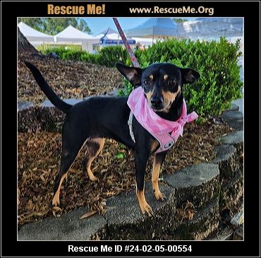 - Florida Miniature Pinscher Rescue - ADOPTIONS - Rescue Me!