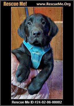 - Washington Dog Rescue - ADOPTIONS - Rescue Me!