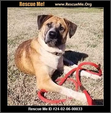 - Oklahoma Dog Rescue - ADOPTIONS - Rescue Me!