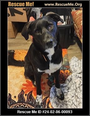 - Georgia Dog Rescue - ADOPTIONS - Rescue Me!