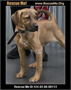 - South Carolina Dog Rescue - ADOPTIONS - Rescue Me!