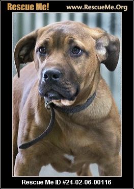 - South Carolina Dog Rescue - ADOPTIONS - Rescue Me!