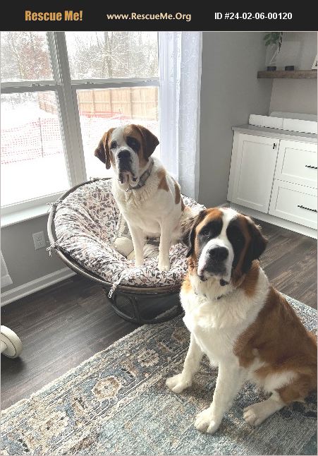 ADOPT 24020600120 ~ Saint Bernard Rescue ~ Pendleton, IN