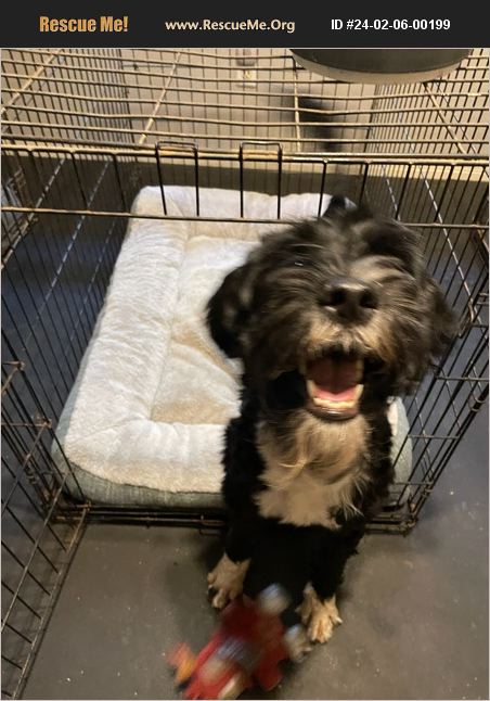 ADOPT 24020600199 ~ Portuguese Water Dog Rescue ~ Harris County, TX