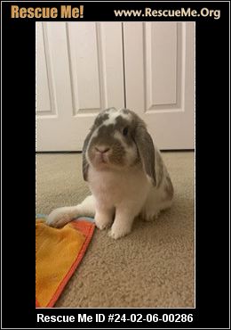 - Virginia Rabbit Rescue - ADOPTIONS - Rescue Me!