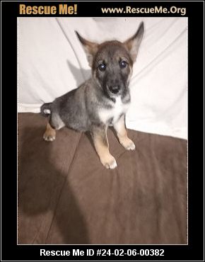 - Colorado Dog Rescue - ADOPTIONS - Rescue Me!