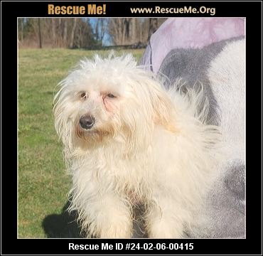 - Pennsylvania Maltese Rescue - ADOPTIONS - Rescue Me!