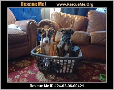 - Connecticut Boxer Rescue - ADOPTIONS - Rescue Me!