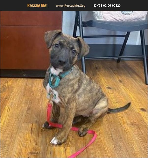 ADOPT 24020600423 ~ Boxer Rescue ~ Bethel, CT