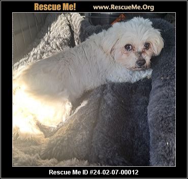 - California Maltese Rescue - ADOPTIONS - Rescue Me!