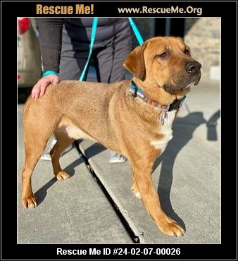 - North Carolina Dog Rescue - ADOPTIONS - Rescue Me!