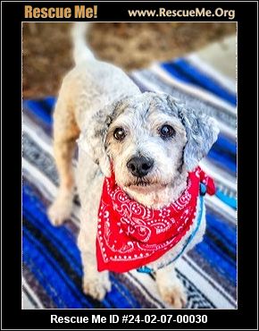 - California Bichon Frise Rescue - ADOPTIONS - Rescue Me!