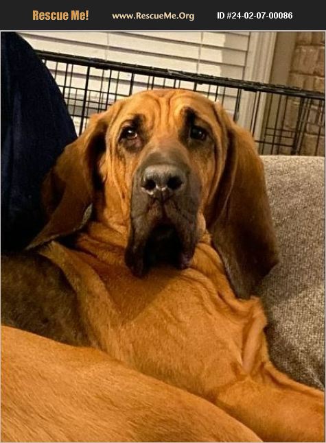 ADOPT 24020700086 ~ Bloodhound Rescue ~ North Aurora, IL
