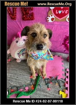 - California Border Terrier Rescue - ADOPTIONS - Rescue Me!