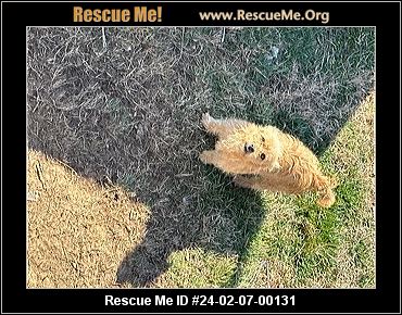 - Tennessee Yorkie Rescue - ADOPTIONS - Rescue Me!