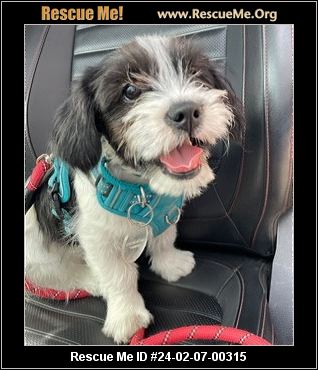 - Washington Maltese Rescue - ADOPTIONS - Rescue Me!